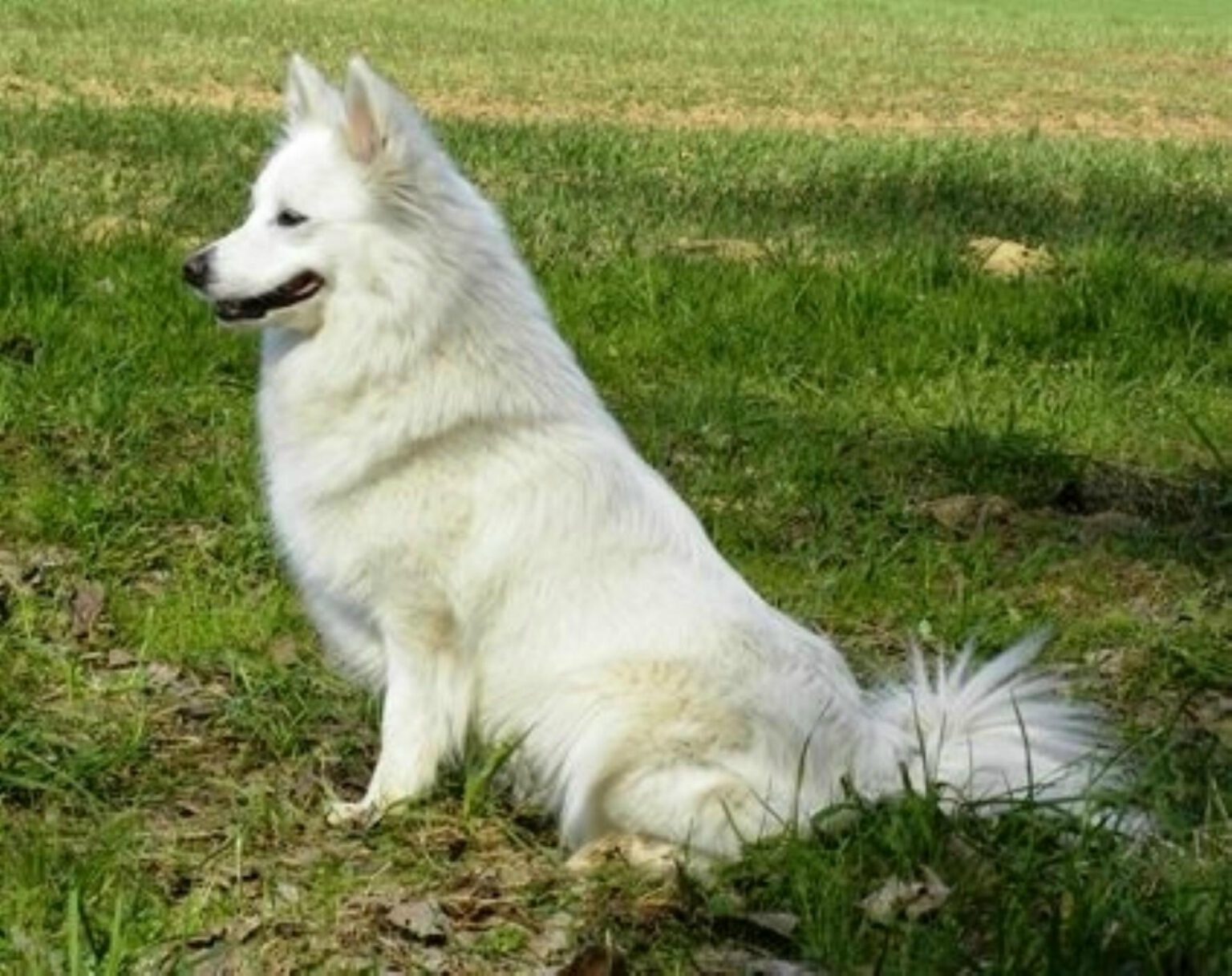 Der Deutsche Großspitz – Ferienhof Sommerberg